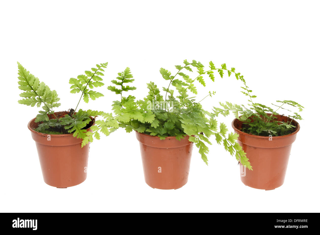 Group in pot hi-res stock photography and images - Alamy