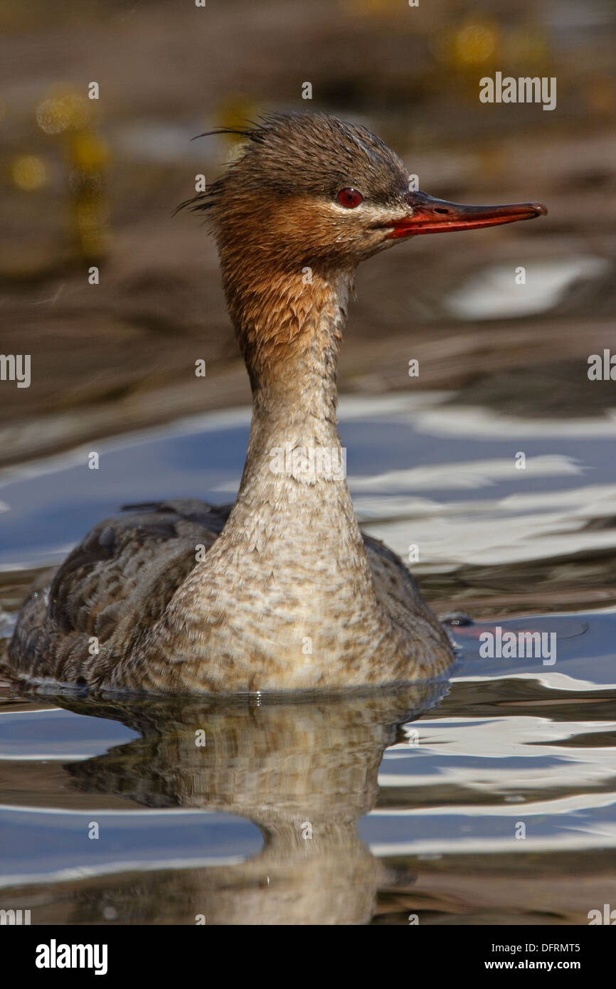 Female mergus merganser hi-res stock photography and images - Alamy