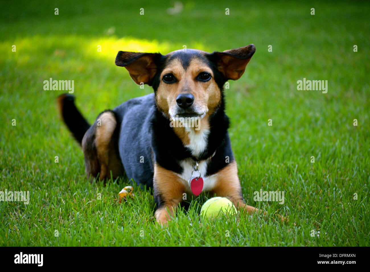 Meagle min pin beagle mixed breed hi-res stock photography and images ...