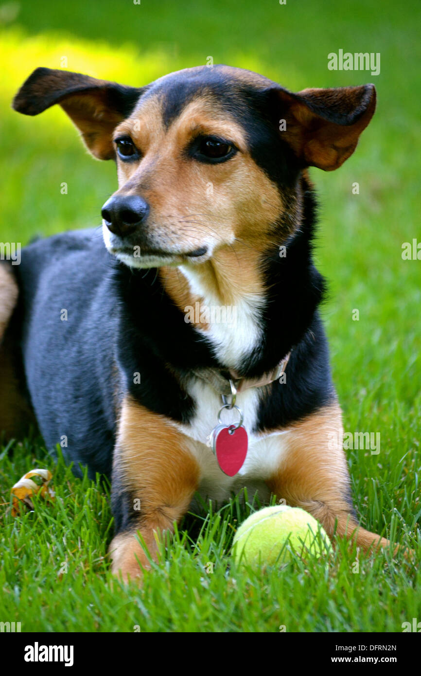 Meagle - Min-Pin Beagle Mixed Breed Dog Stock Photo - Alamy
