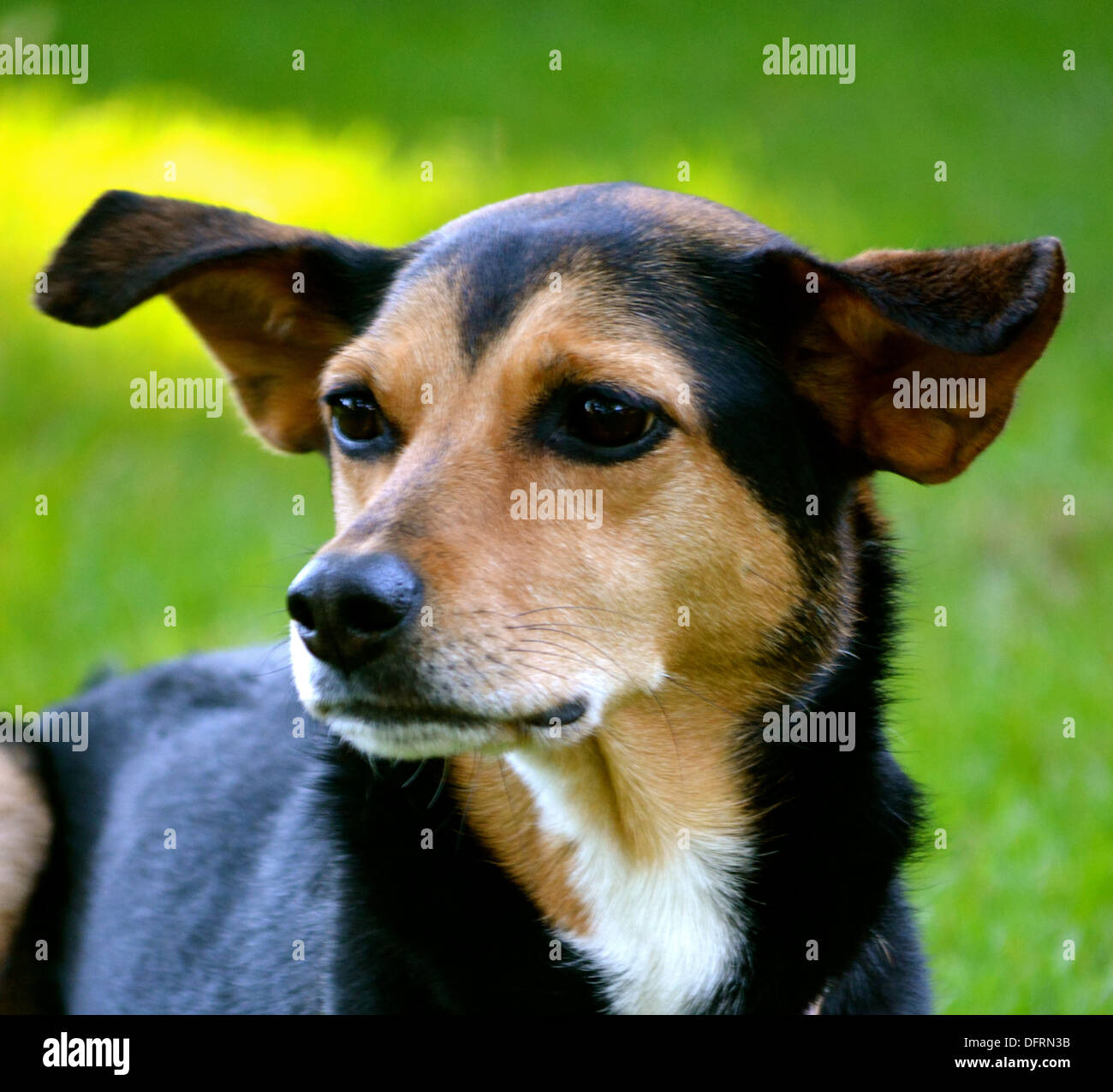 Miniature pinscher beagle hi-res stock photography and images - Alamy