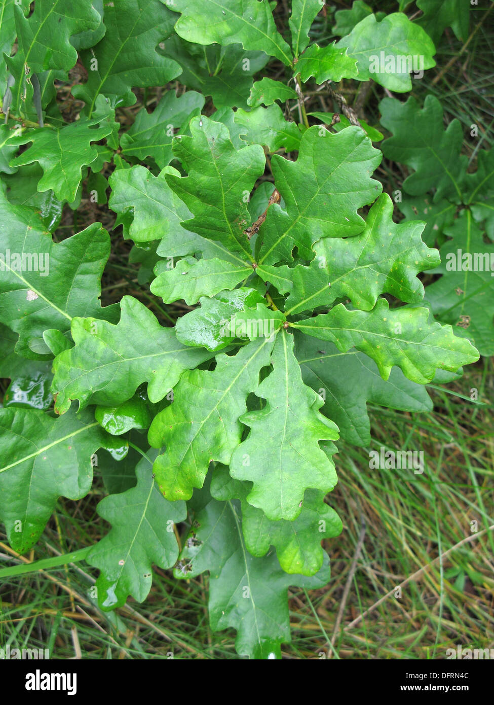 Sessile Oak Leaves ( Quercus petraea ) in Summer, UK Stock Photo - Alamy