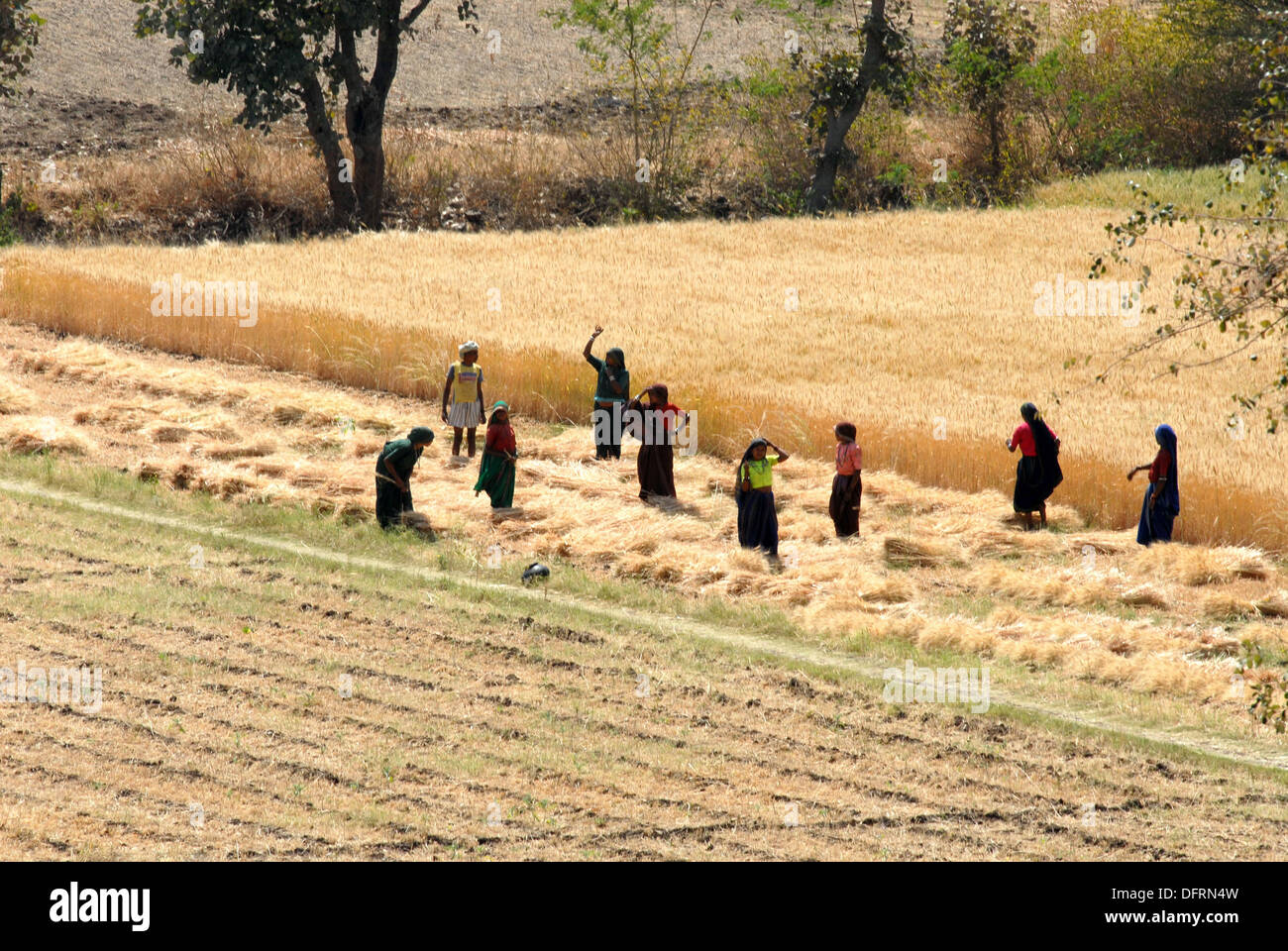 Woman working in field pradesh hi-res stock photography and images - Alamy