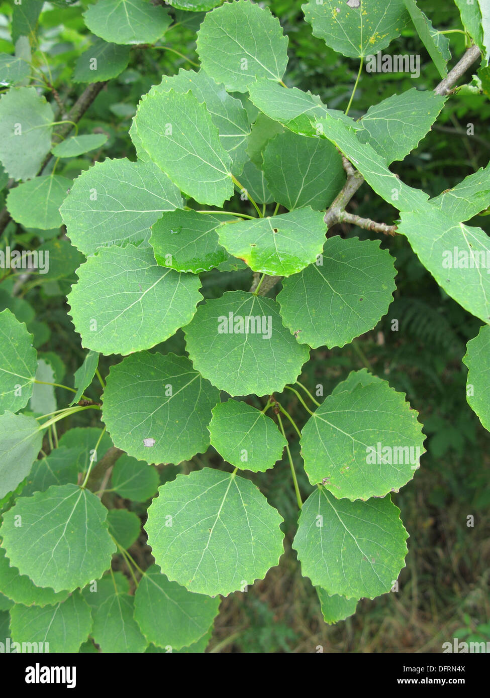 Common or Quaking Aspen Leaves ( Populus tremula ) UK Stock Photo ...