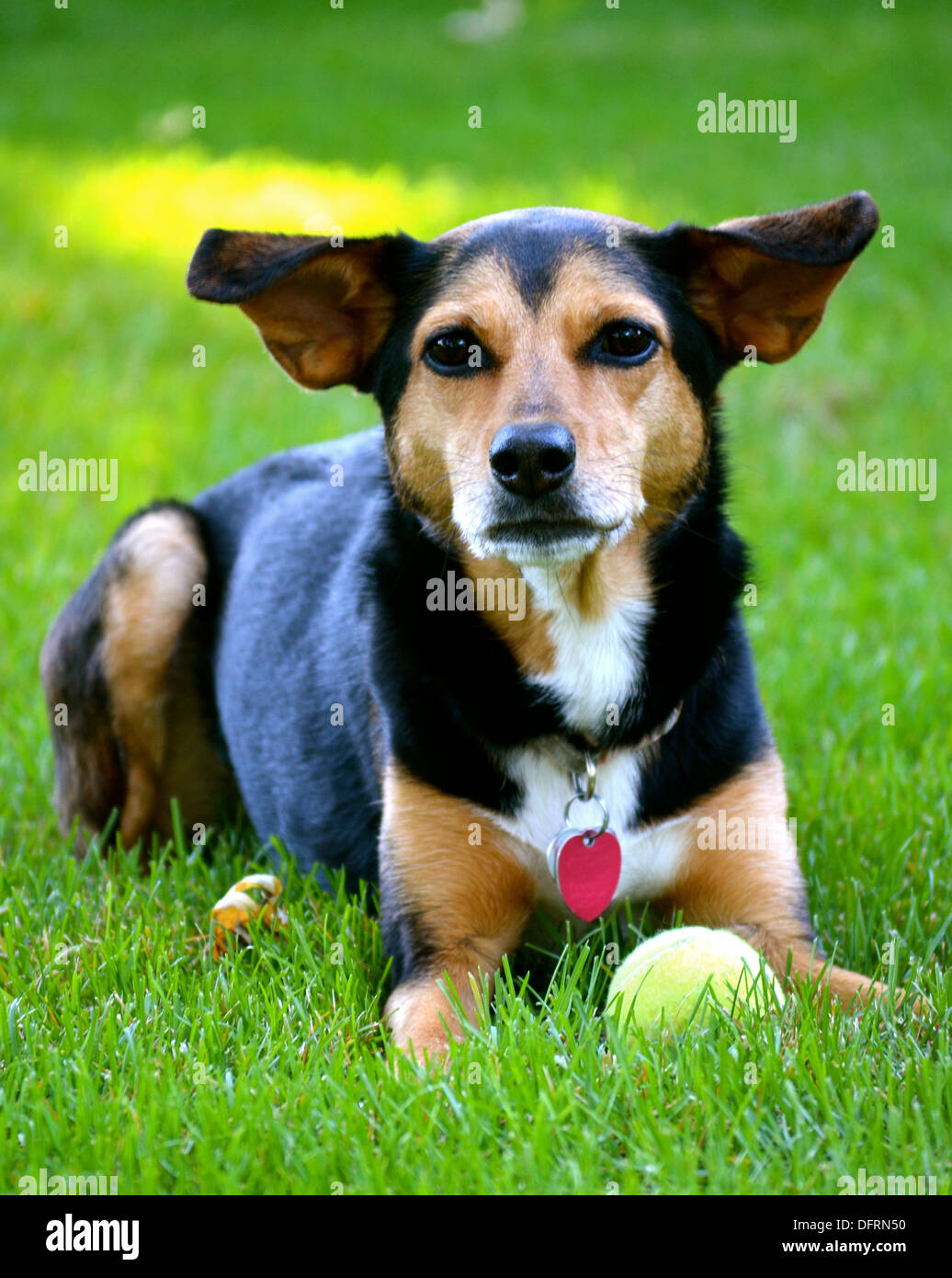 Meagle - Min-Pin Beagle Mixed Breed Dog Stock Photo - Alamy
