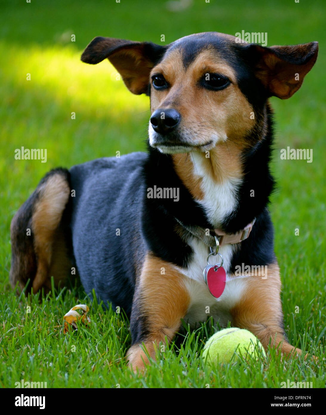 Meagle - Min-Pin Beagle Mixed Breed Dog Stock Photo - Alamy