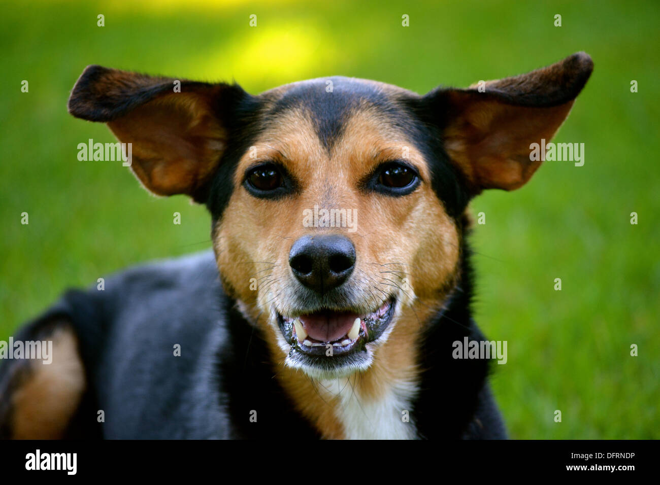 Meagle - Min-Pin Beagle Mixed Breed Dog Stock Photo - Alamy