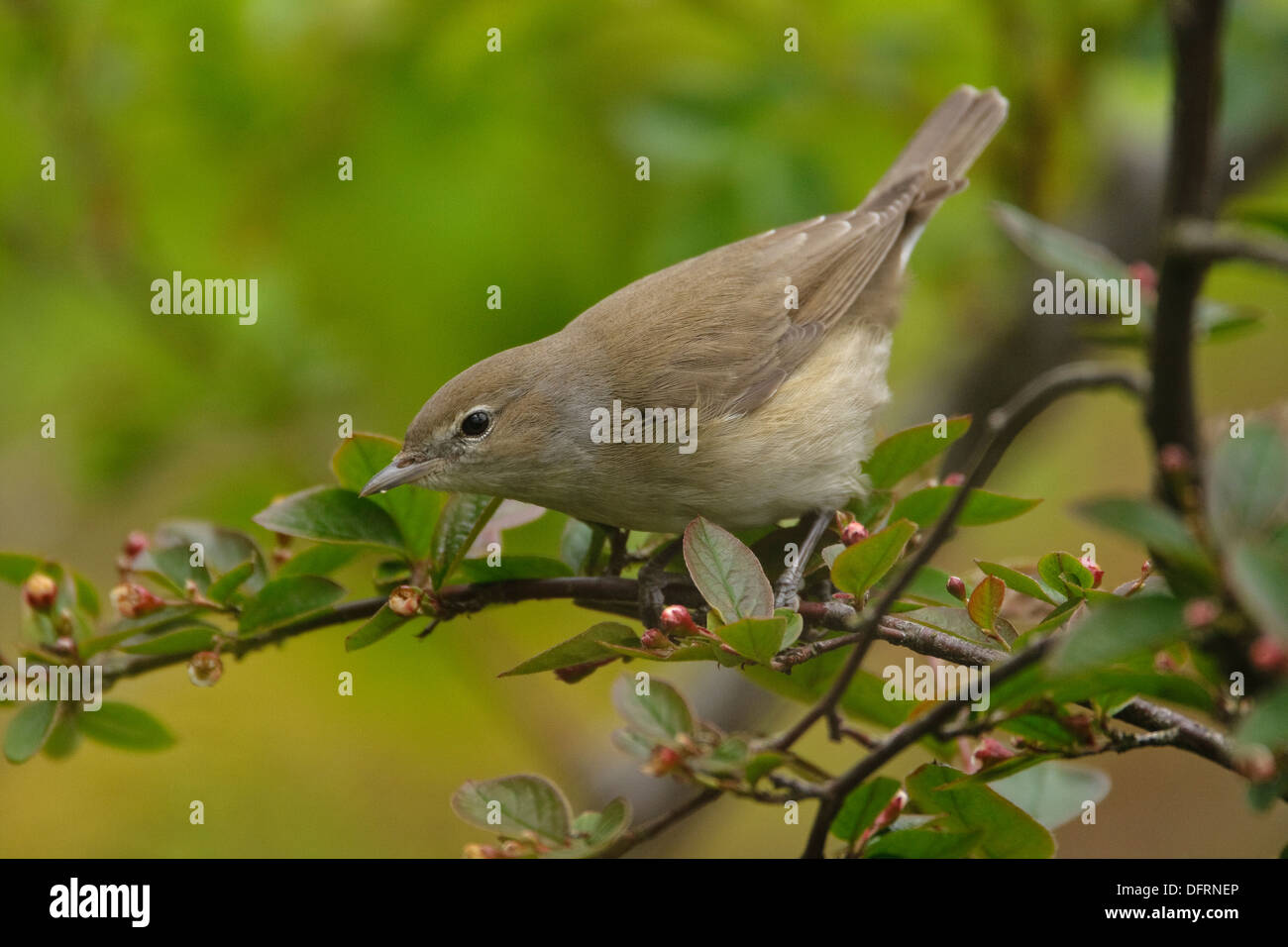 Garden Warbler (Sylvia borin Stock Photo - Alamy