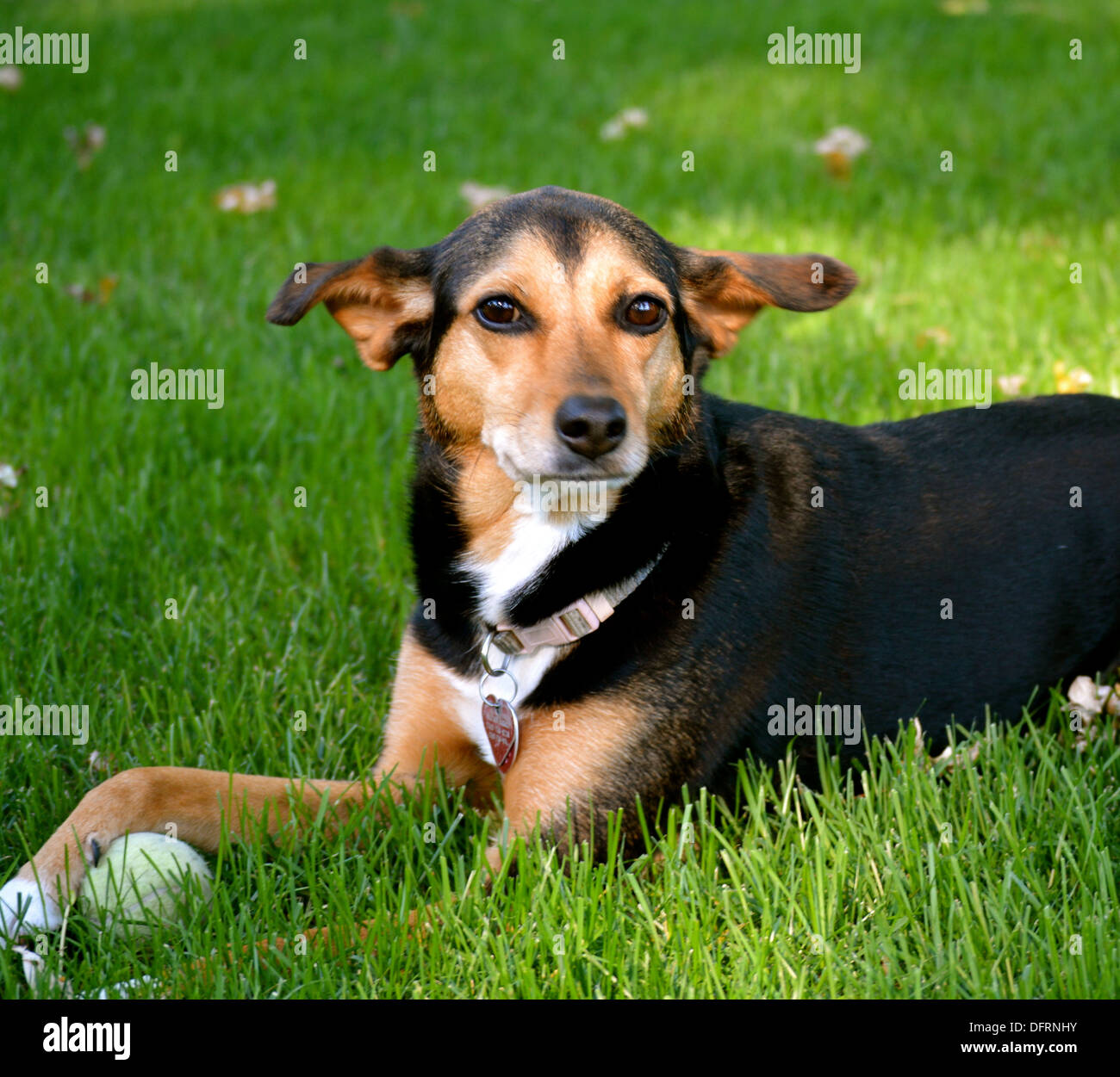 Miniature pinscher beagle hi-res stock photography and images - Alamy