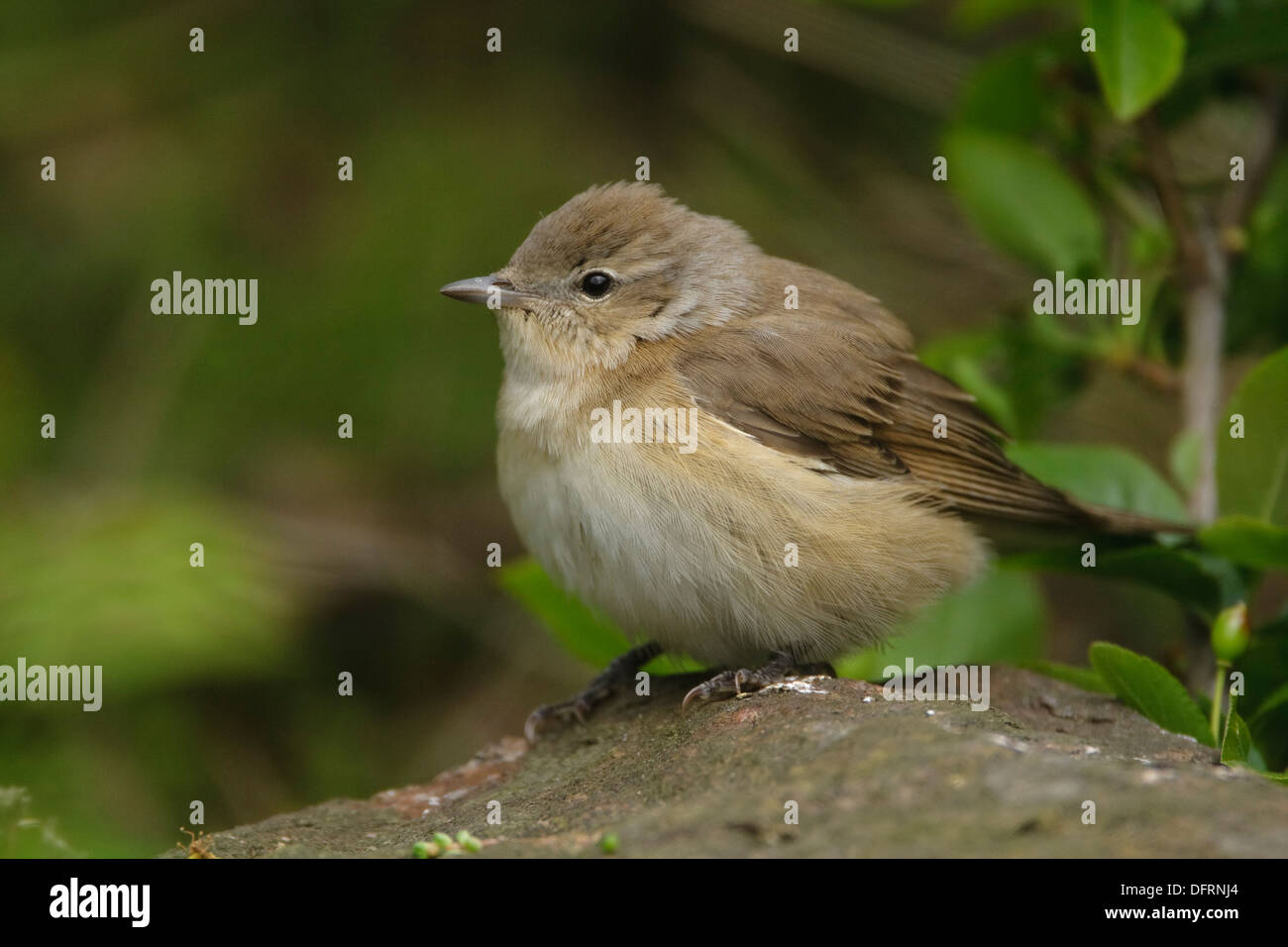 Garden Warbler (Sylvia borin Stock Photo - Alamy