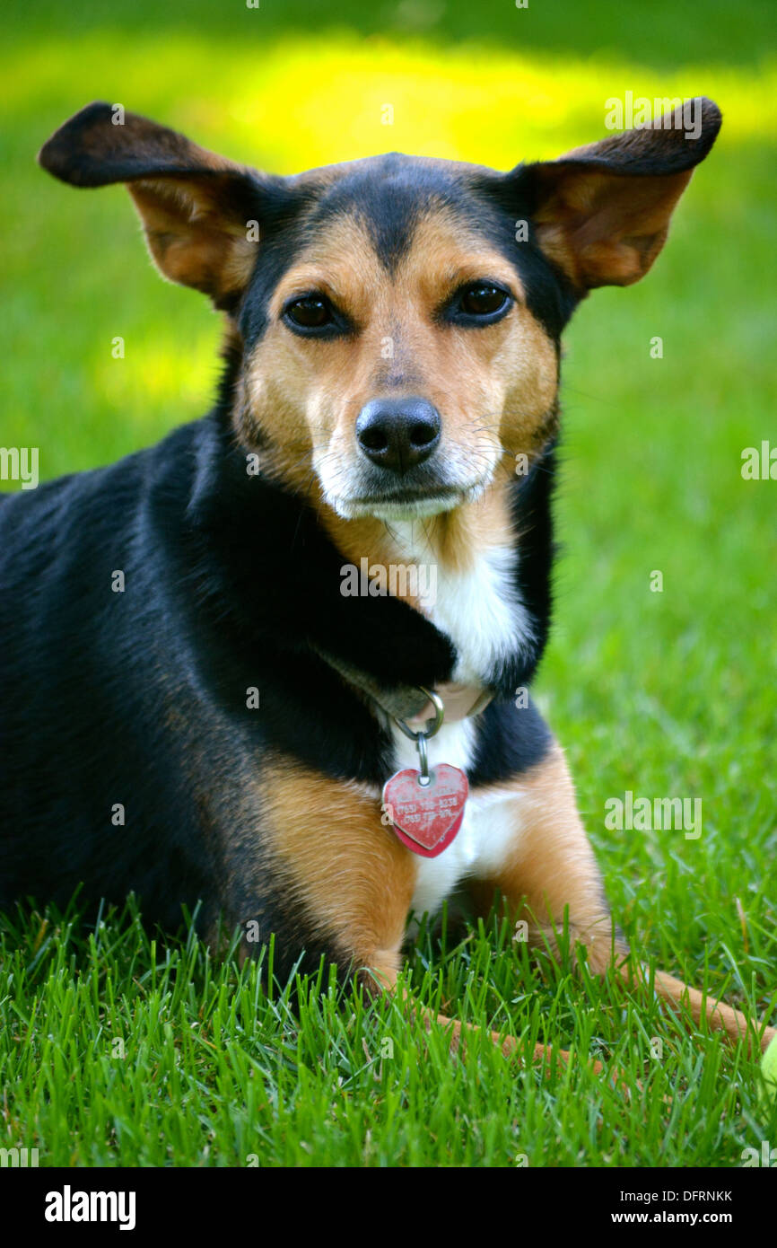 Meagle - Min-Pin Beagle Mixed Breed Dog Stock Photo - Alamy