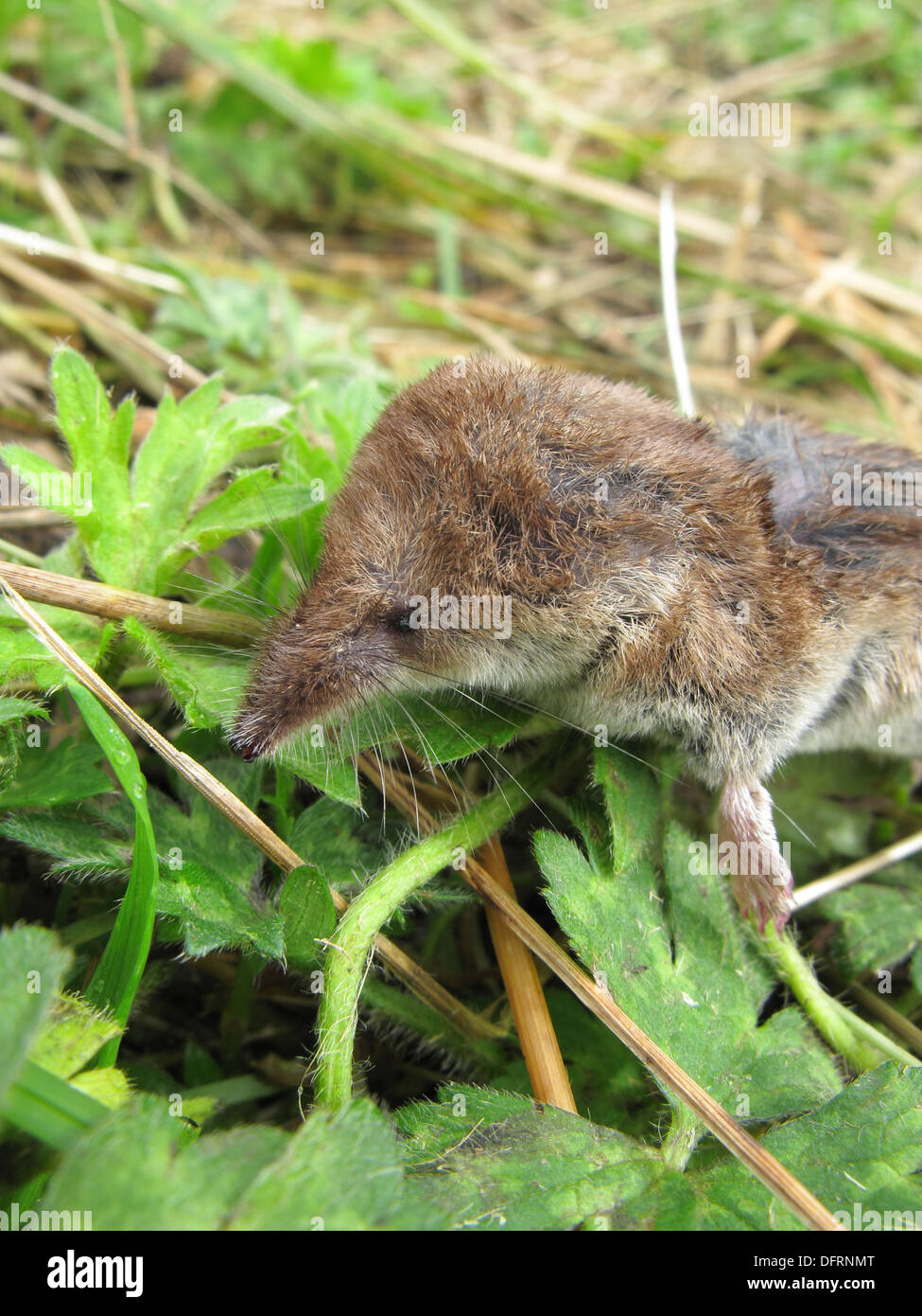 Common Shrew ( Sorex araneus ), UK Stock Photo - Alamy