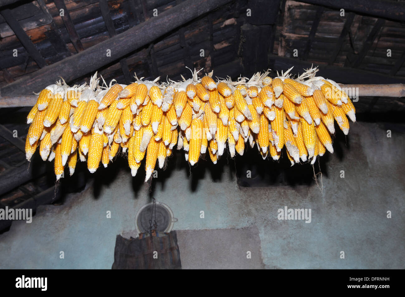Dry corns hanging in a tribal house, Bhamragad, Maharashtra, India ...