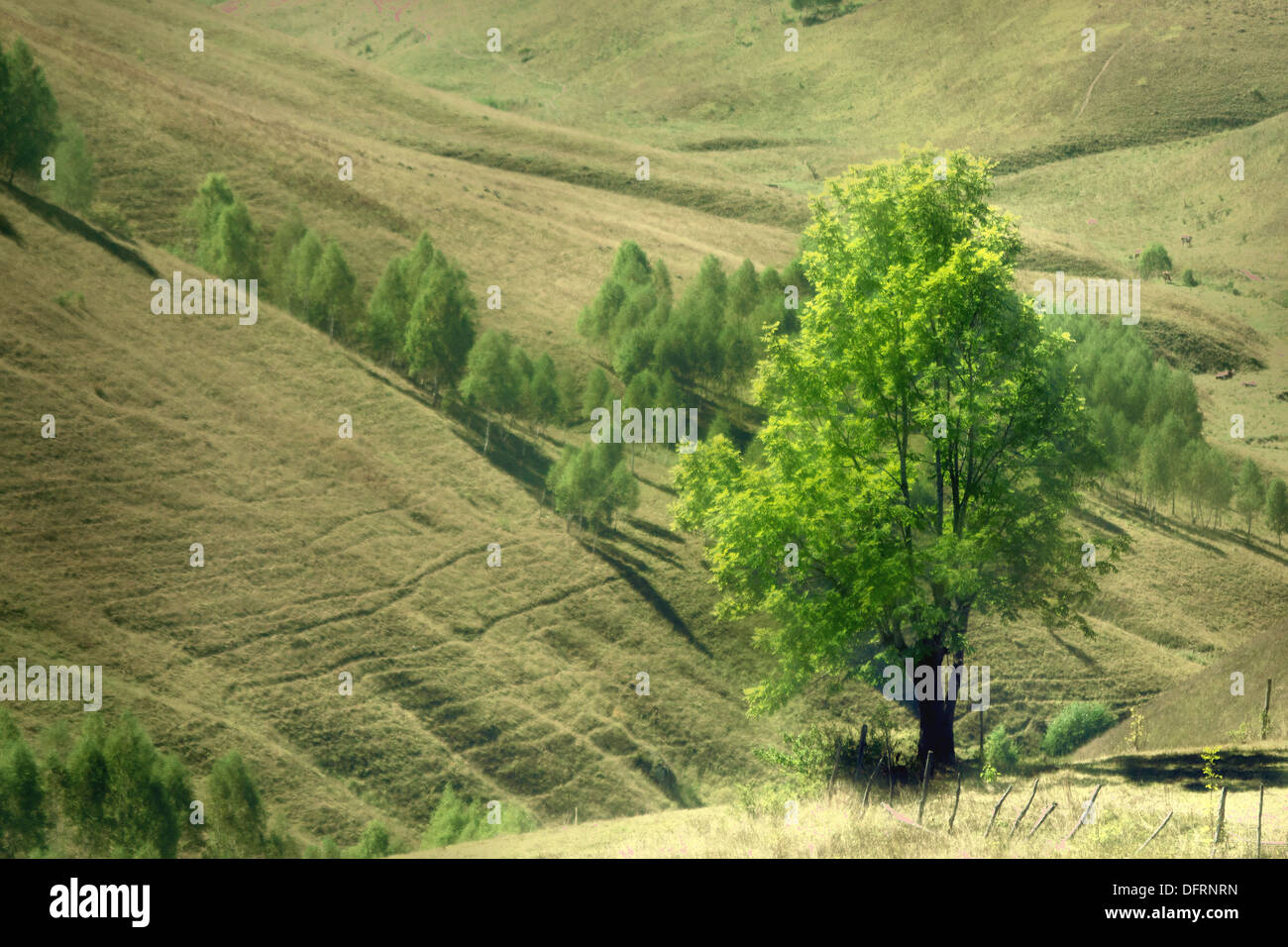 Tree and hills hi-res stock photography and images - Alamy