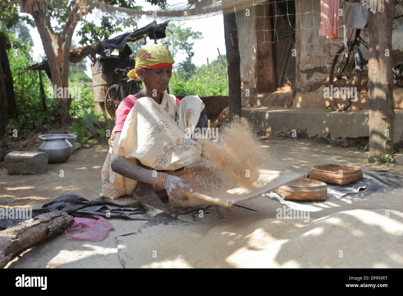 Tribal woman winnowing grains in the courtyard, Bhamragad, Maharashtra ...