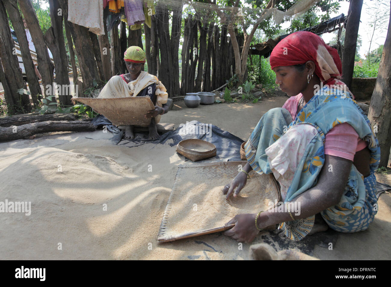 Tribal woman winnowing grains in the courtyard, Bhamragad, Maharashtra ...