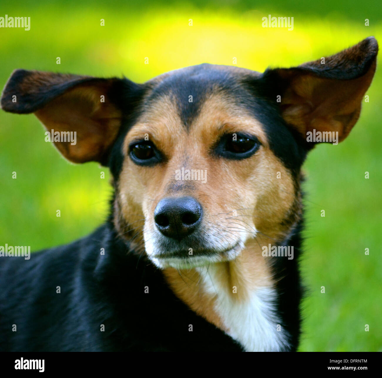 Meagle - Min-Pin Beagle Mixed Breed Dog Stock Photo - Alamy