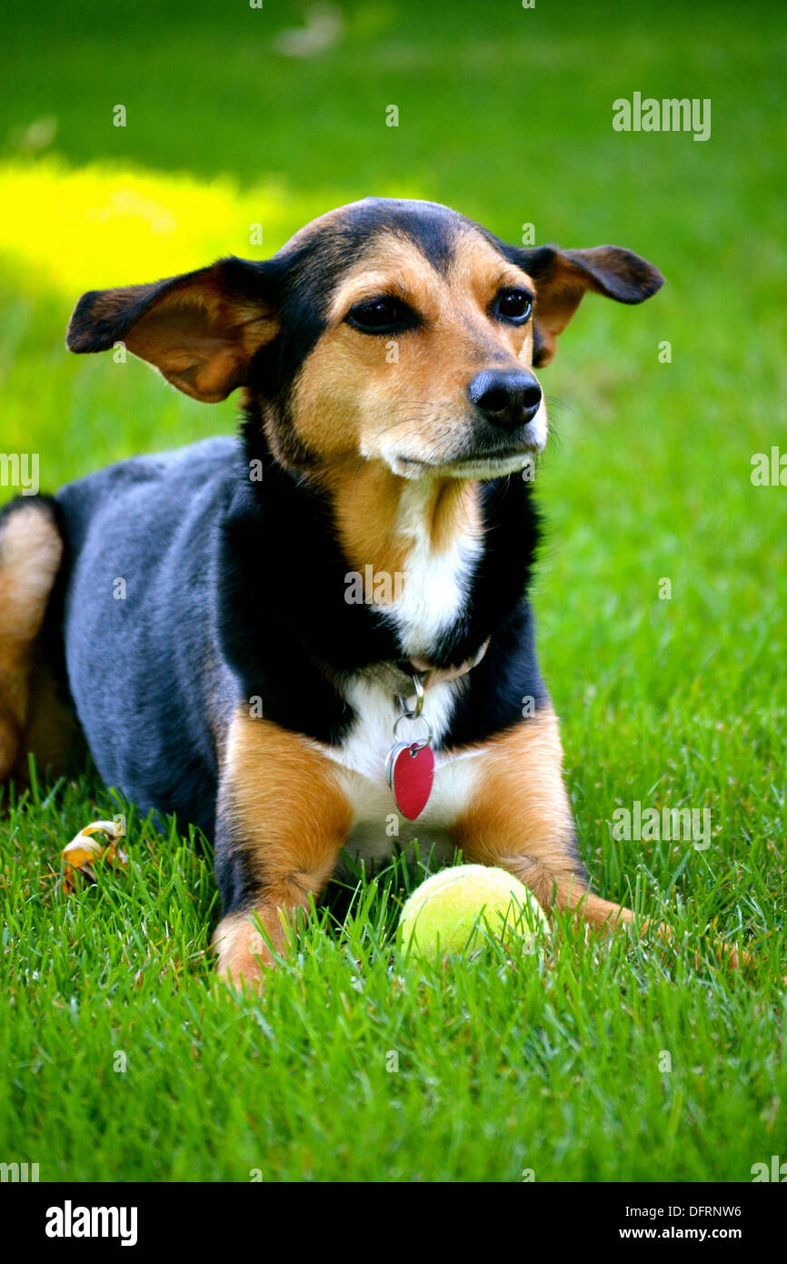 Meagle - Min-Pin Beagle Mixed Breed Dog Stock Photo - Alamy