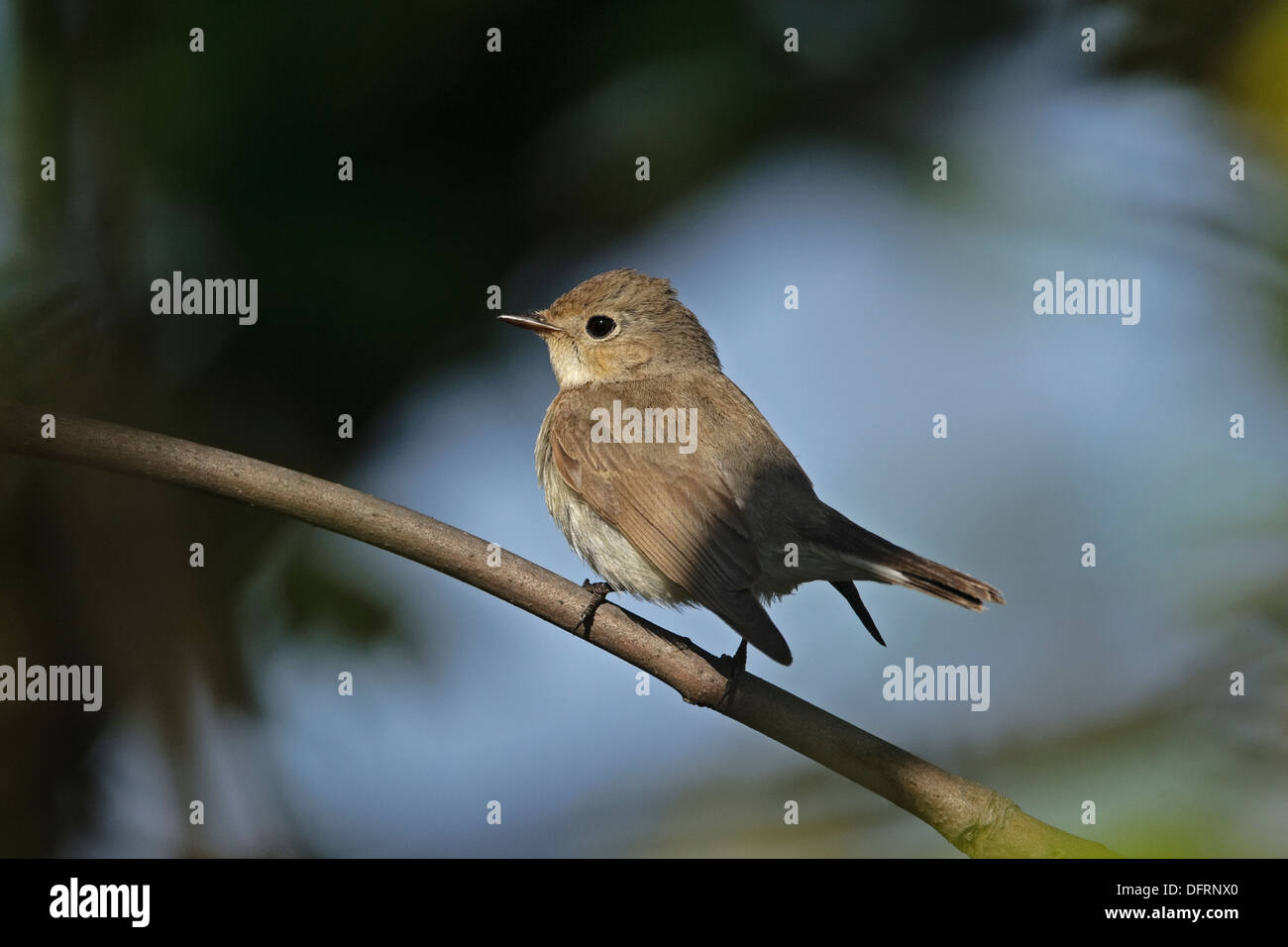Red-breasted Flycatcher (Ficedula parva) female Stock Photo - Alamy