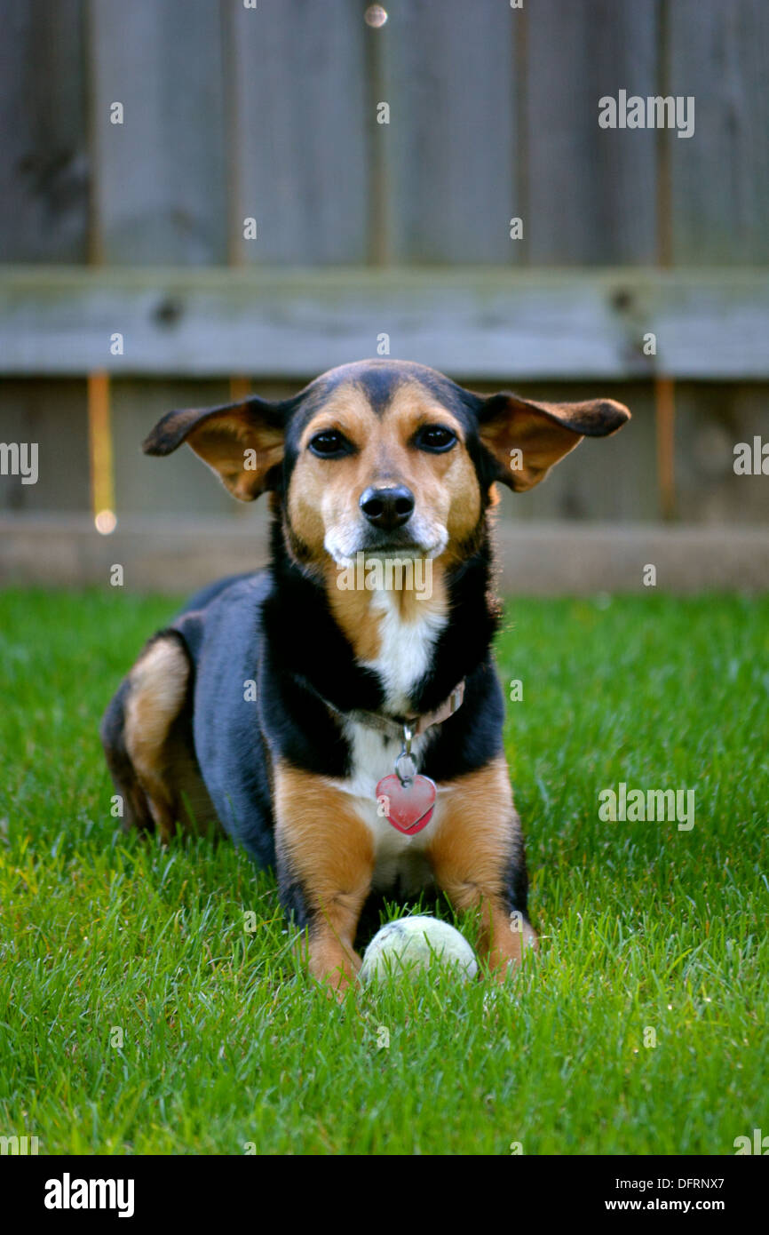 Miniature pinscher beagle hi-res stock photography and images - Alamy
