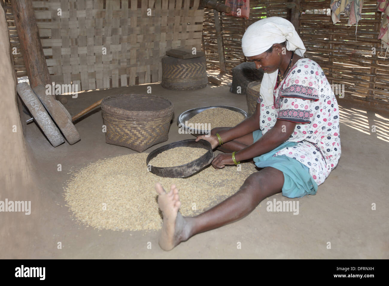 Tribal woman winnowing grains in the courtyard, Bhamragad, Maharashtra ...