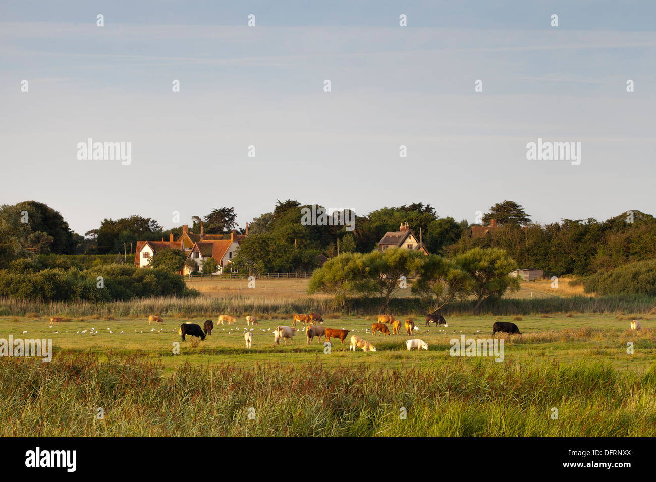 Suffolk early morning light hi-res stock photography and images - Alamy