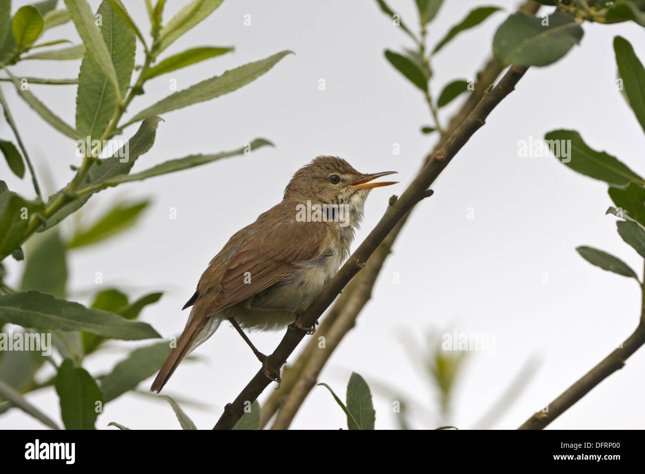 Blyth's reed warbler hi-res stock photography and images - Alamy