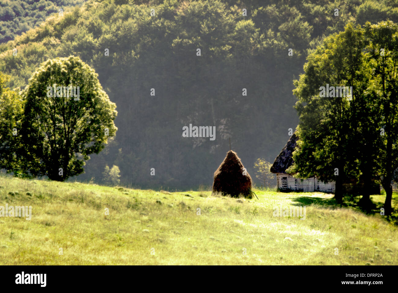 hut hidden behind trees in the forest Stock Photo - Alamy