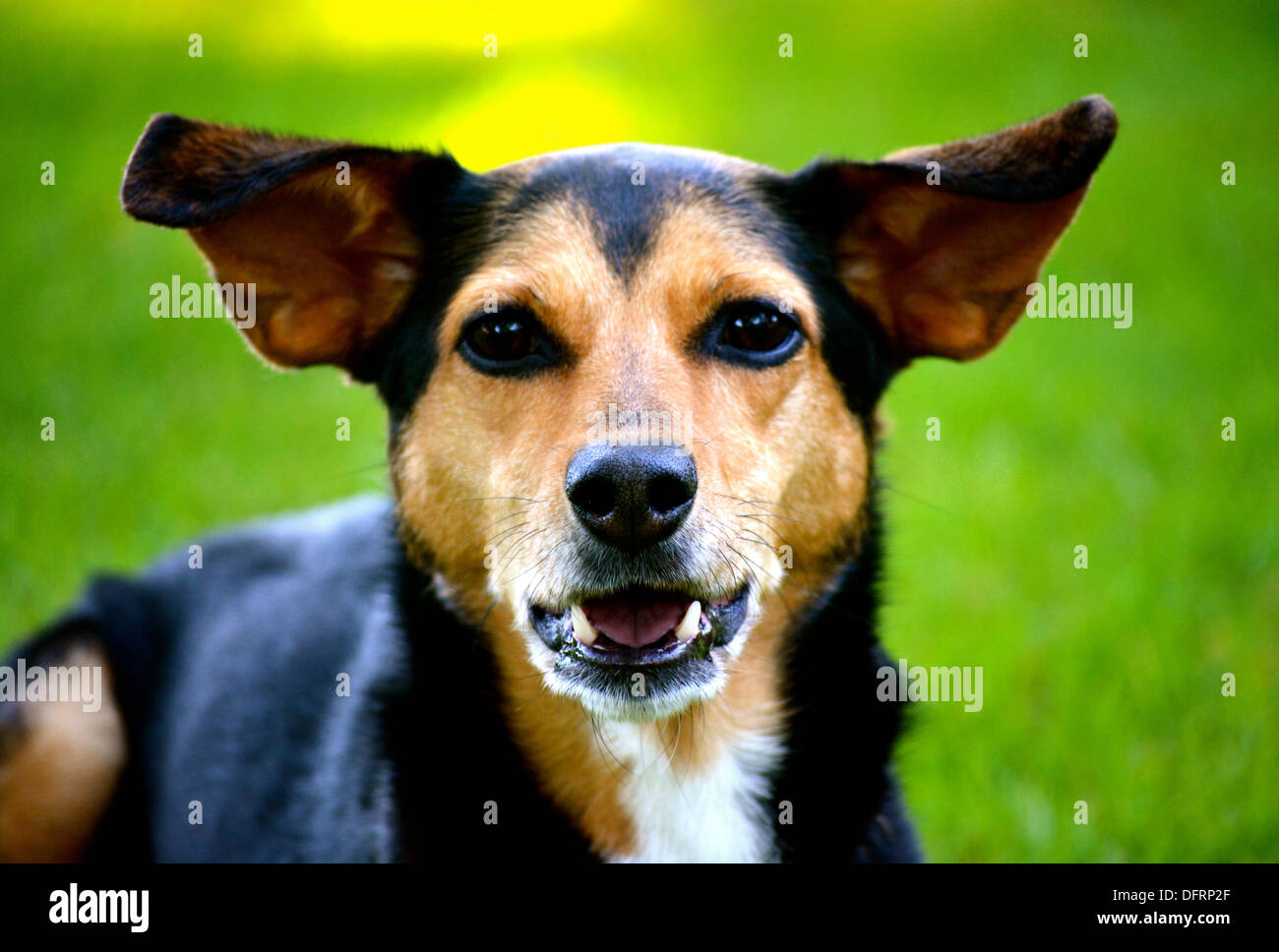 Miniature pinscher beagle hi-res stock photography and images - Alamy