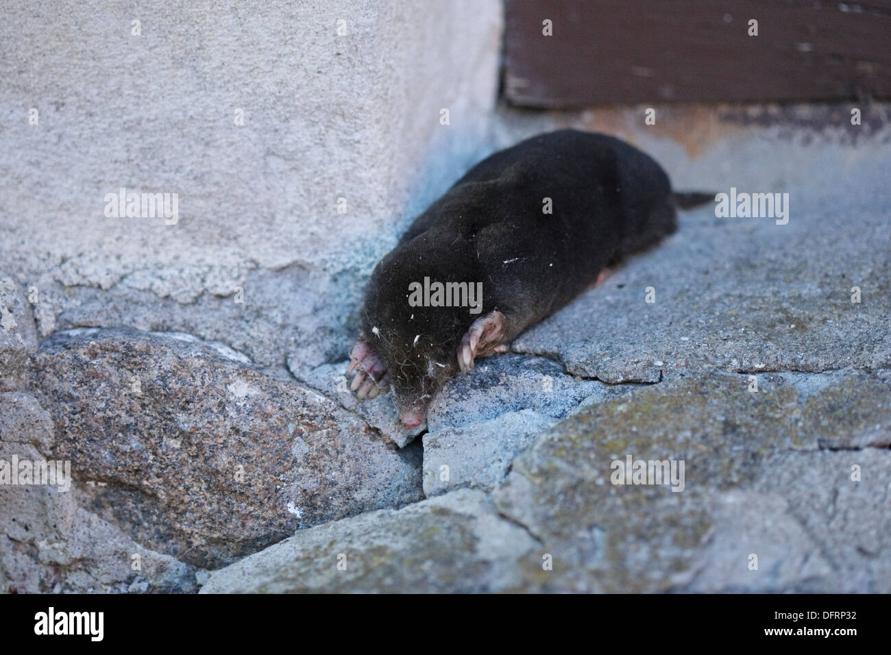 Mole (Talpa europaea) Alive astray Stock Photo - Alamy