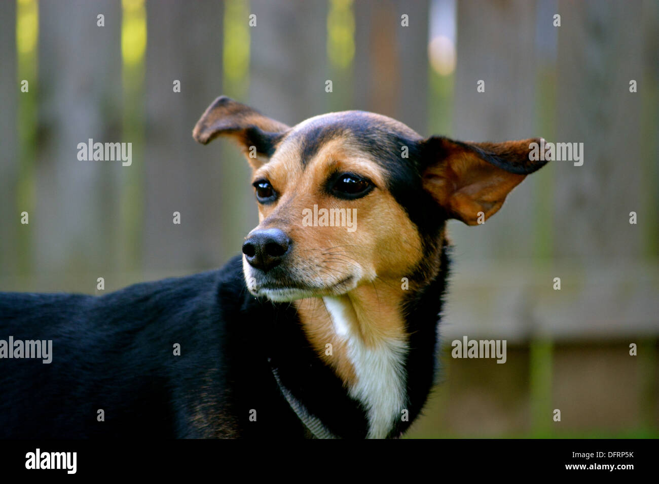 Miniature pinscher beagle hi-res stock photography and images - Alamy