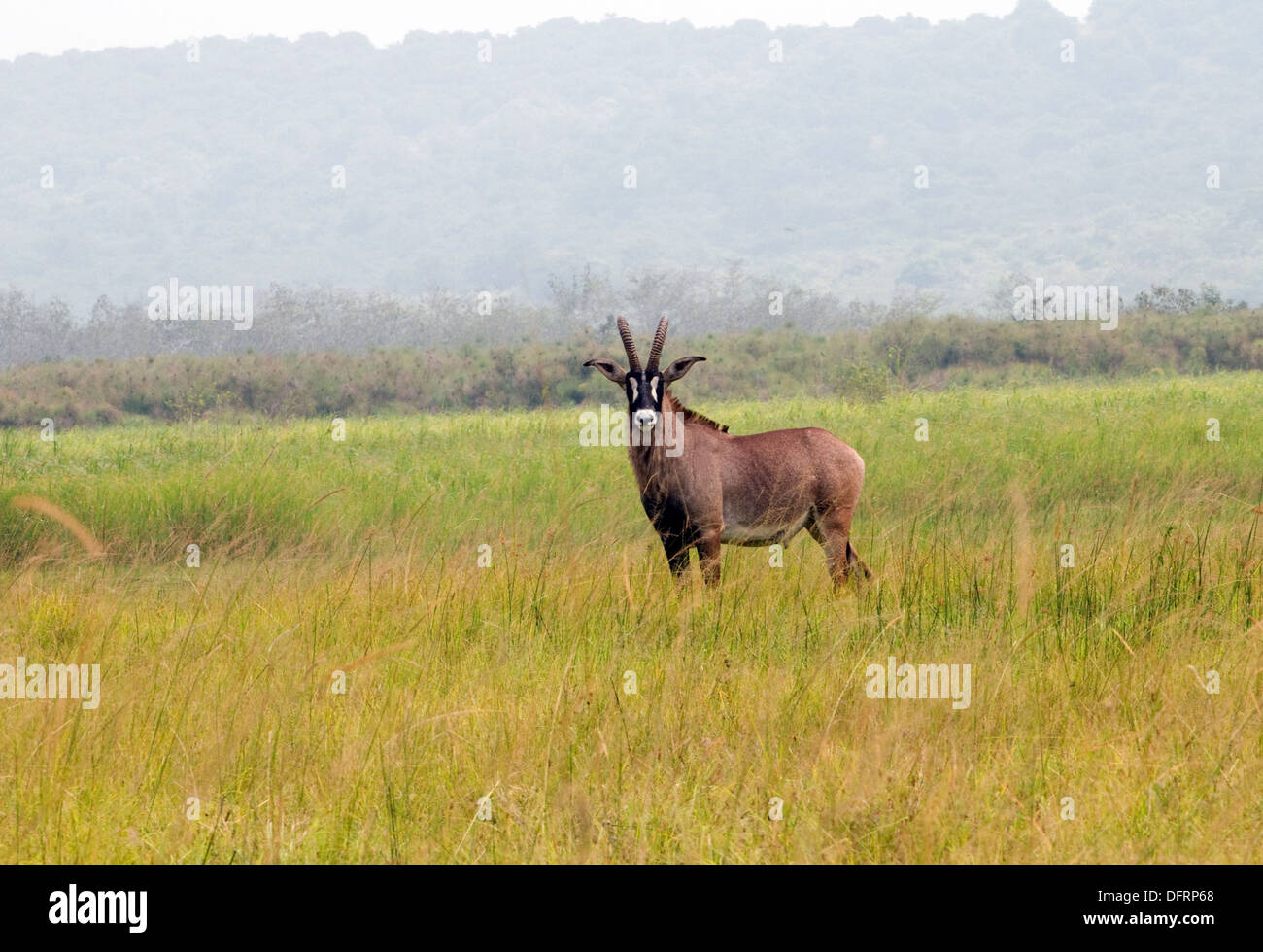 The roan antelope Hippotragus equinus is a savanna antelope found in ...