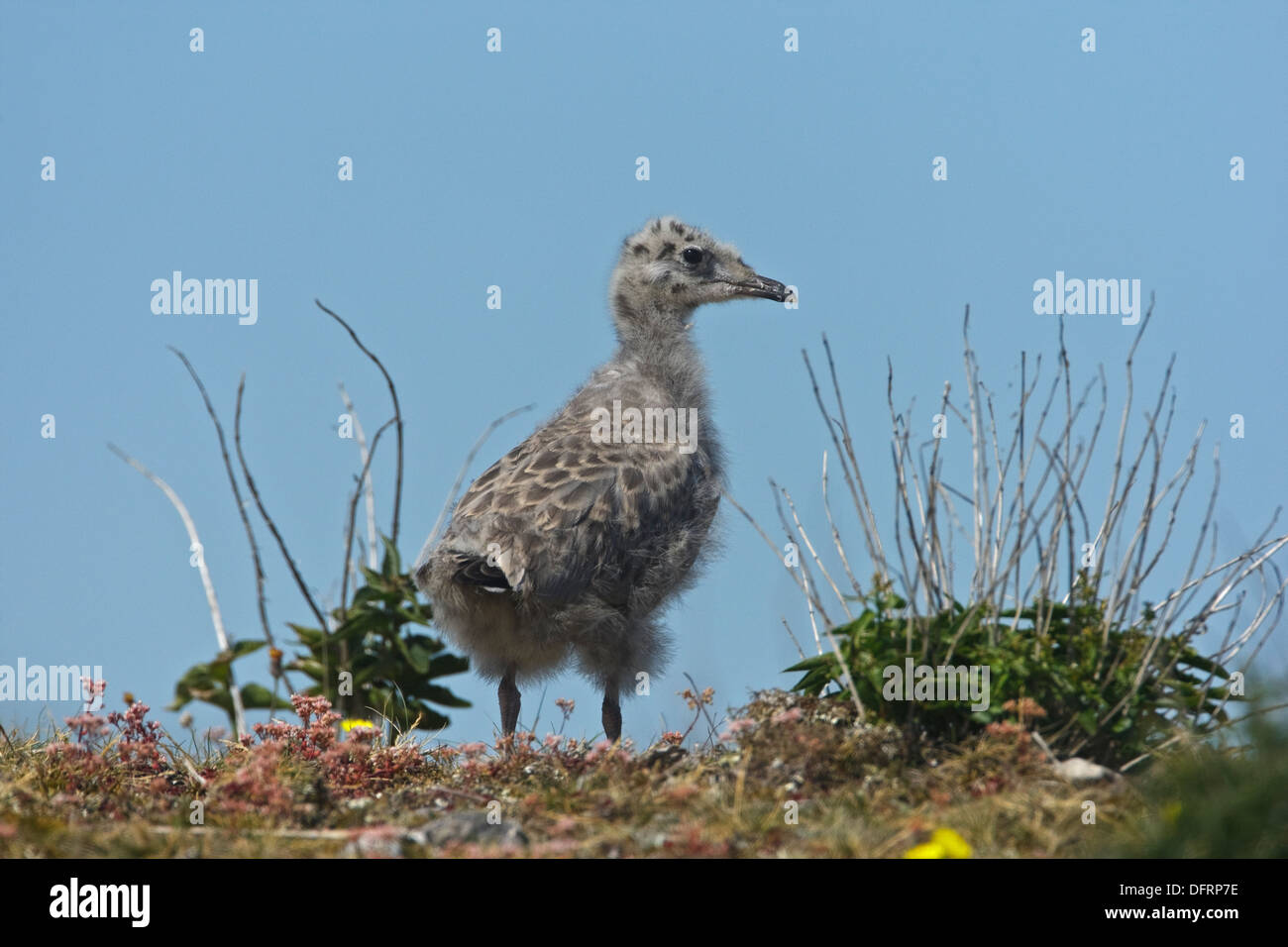 Mew gull hi-res stock photography and images - Alamy