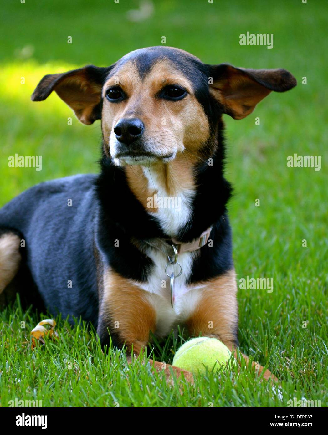 Meagle - Min-Pin Beagle Mixed Breed Dog Stock Photo - Alamy