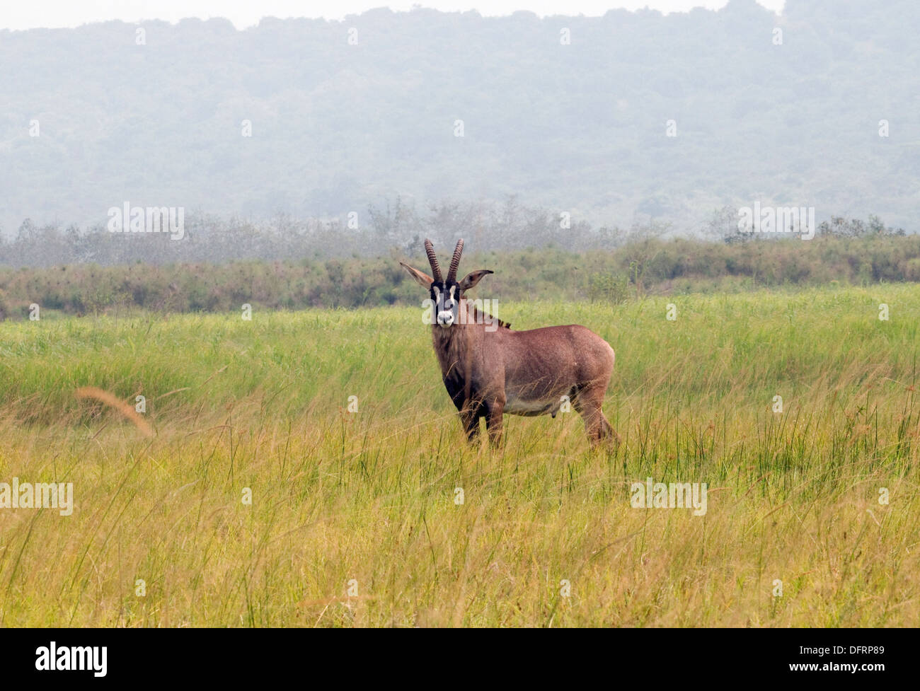 The roan antelope Hippotragus equinus is a savanna antelope found in ...