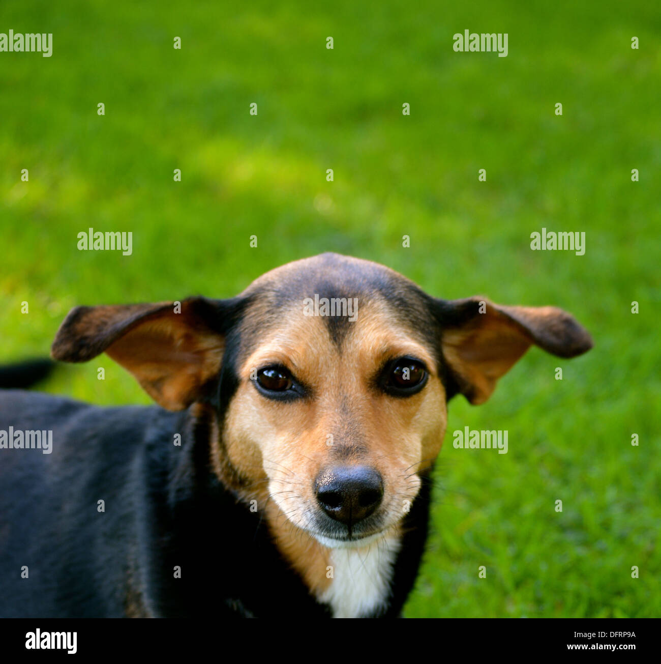 Miniature pinscher beagle hi-res stock photography and images - Alamy
