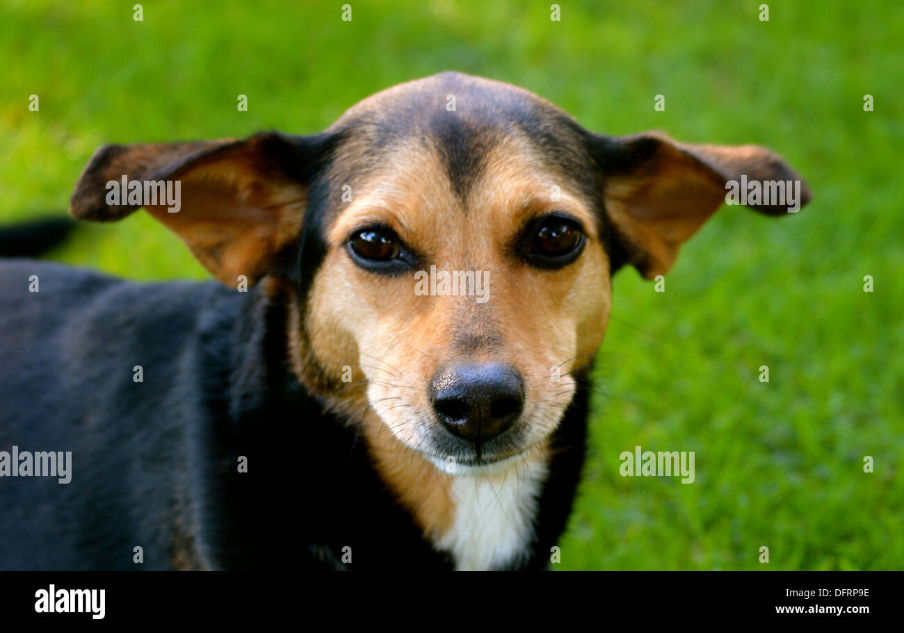Meagle min pin beagle mixed breed hi-res stock photography and images ...