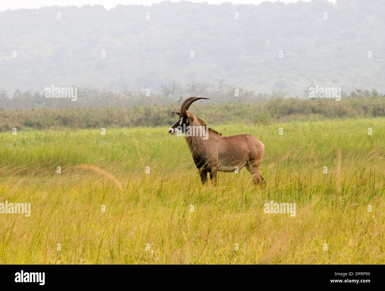 The roan antelope Hippotragus equinus is a savanna antelope found in ...