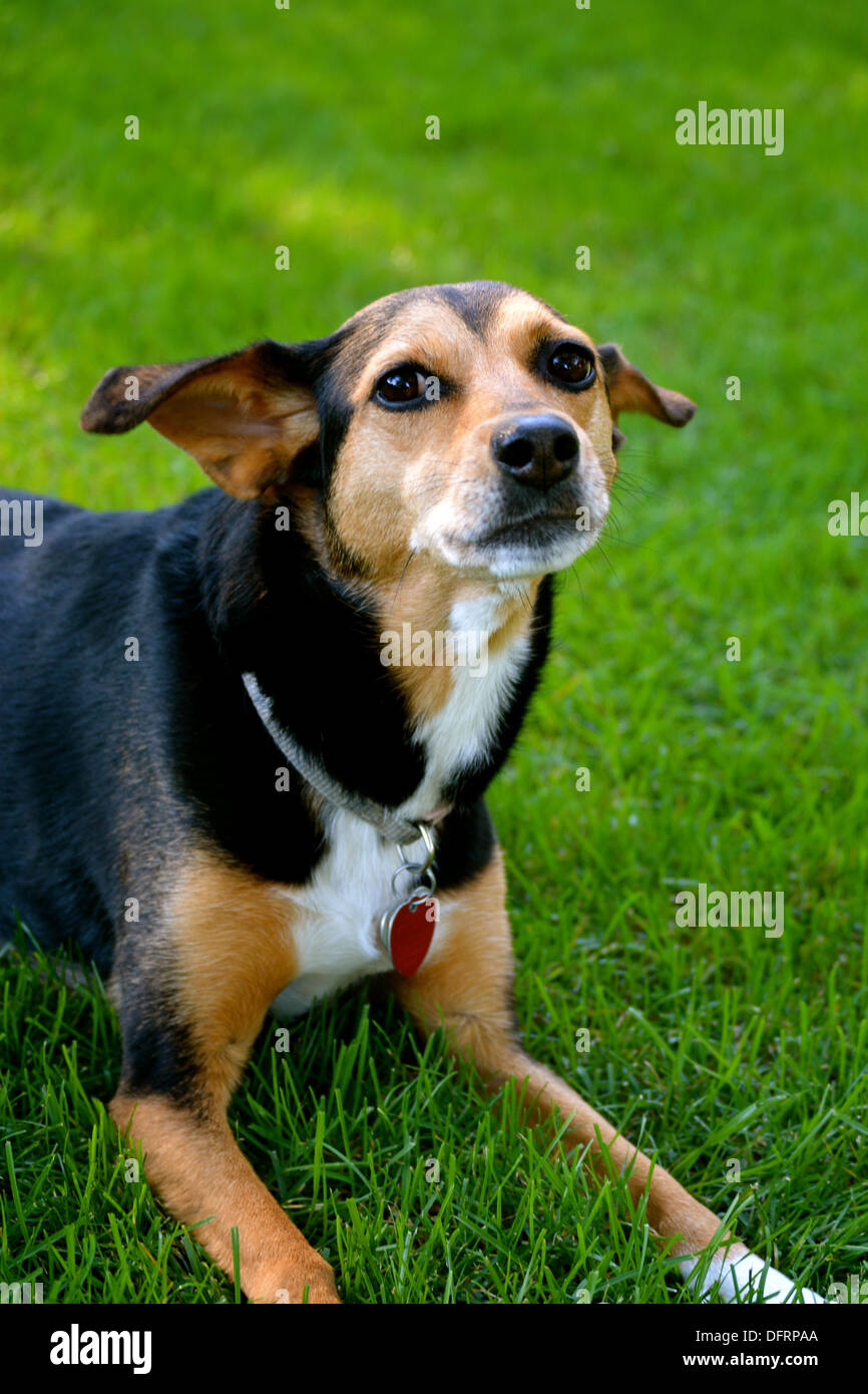 Miniature pinscher beagle hi-res stock photography and images - Alamy