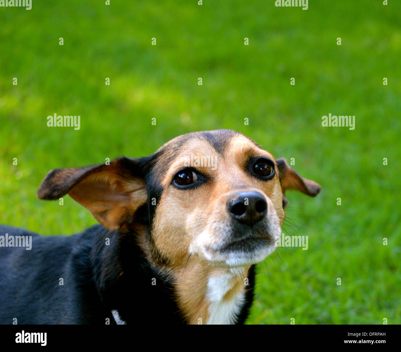 Miniature pinscher beagle hi-res stock photography and images - Alamy