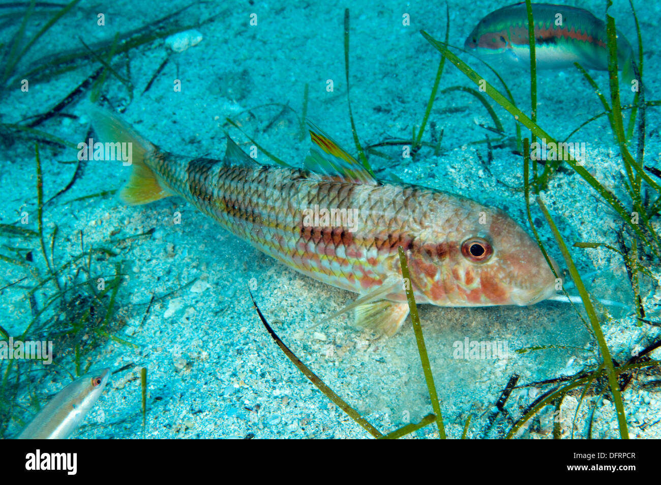 Surmuletus hi-res stock photography and images - Alamy