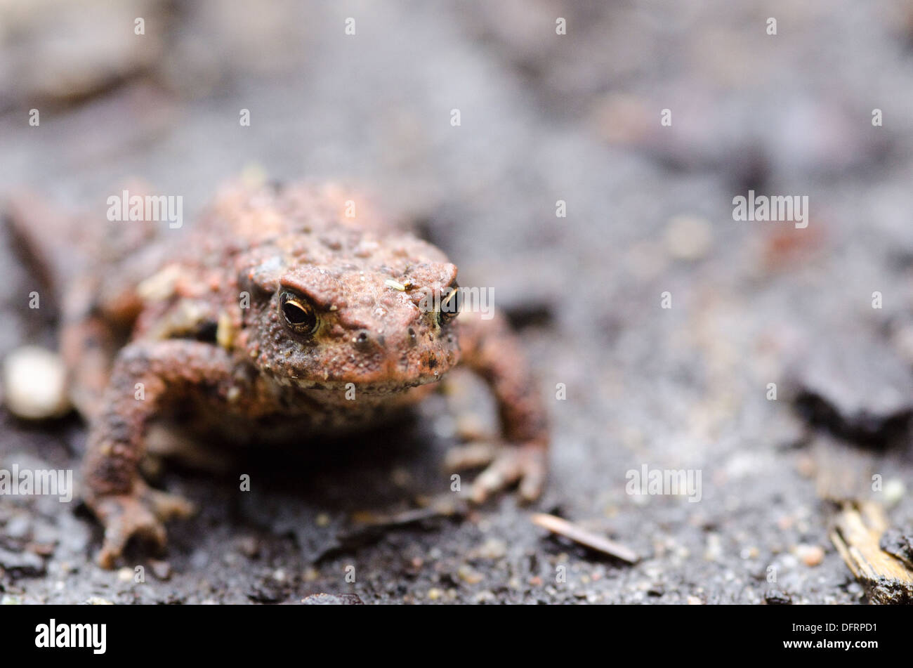 Toad walking hi-res stock photography and images - Alamy