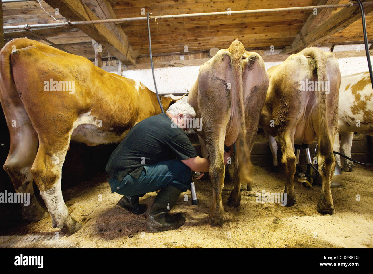Cow shed cattle shed hi-res stock photography and images - Alamy