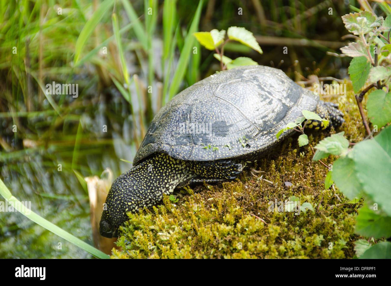 Moss turtle hi-res stock photography and images - Alamy