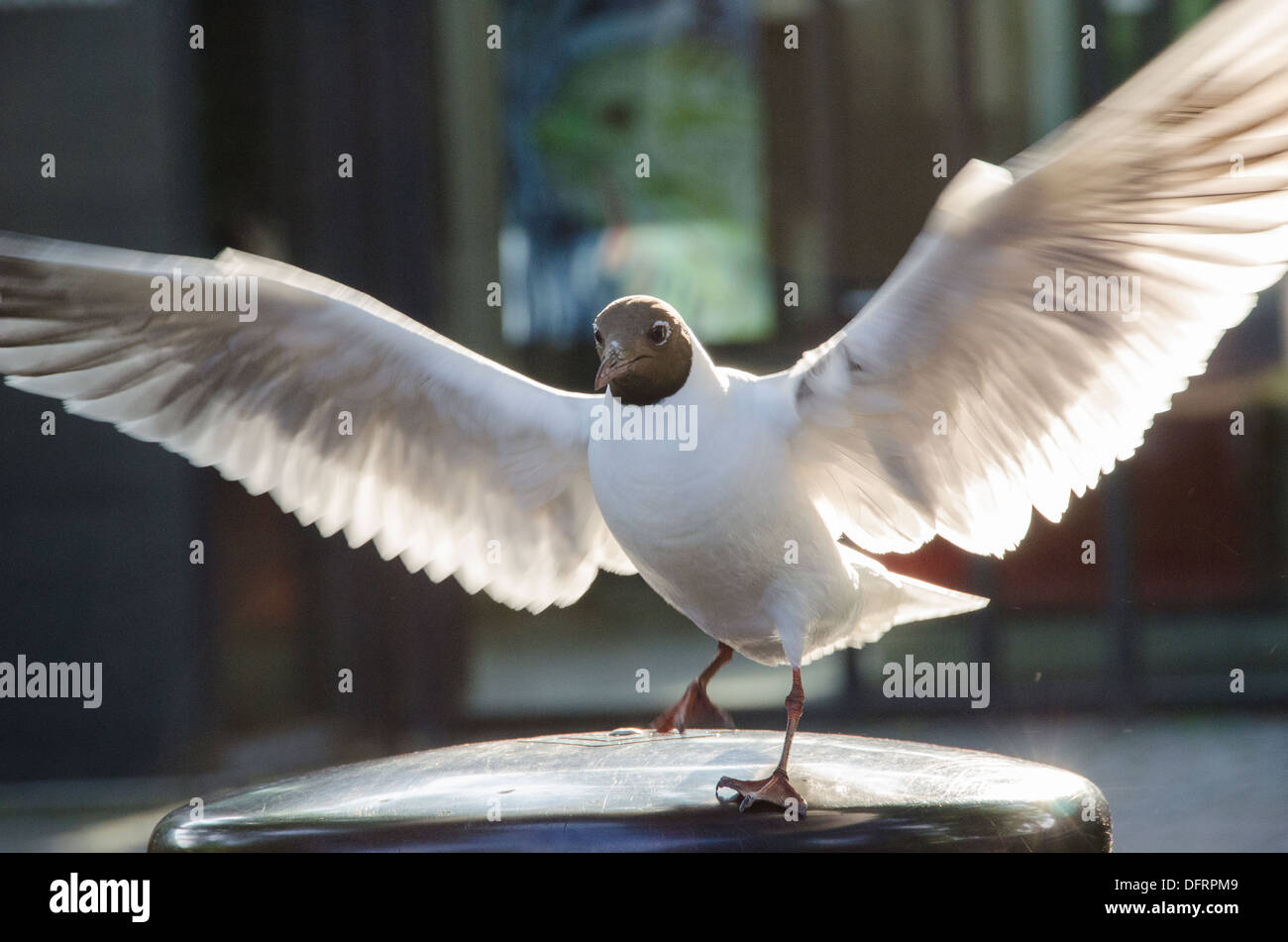 Gull with open wings hi-res stock photography and images - Alamy