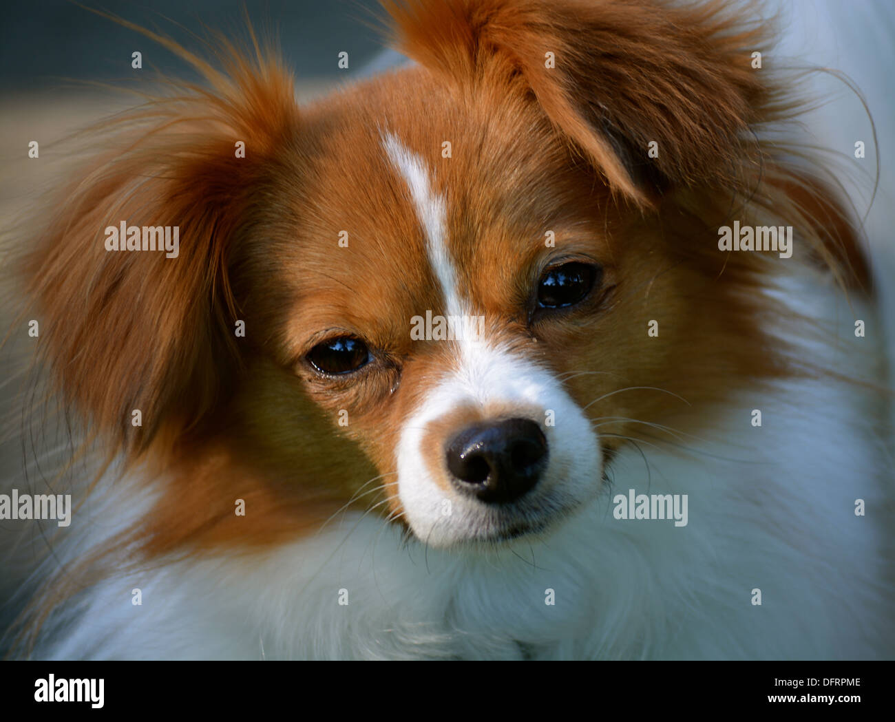 Pappillon hi-res stock photography and images - Alamy
