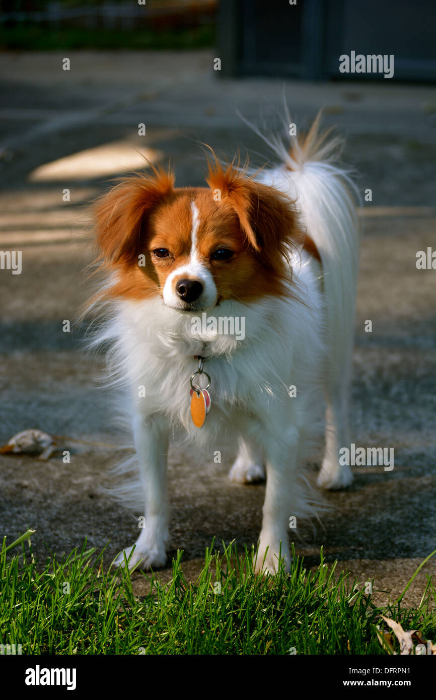 Pappillon hi-res stock photography and images - Alamy
