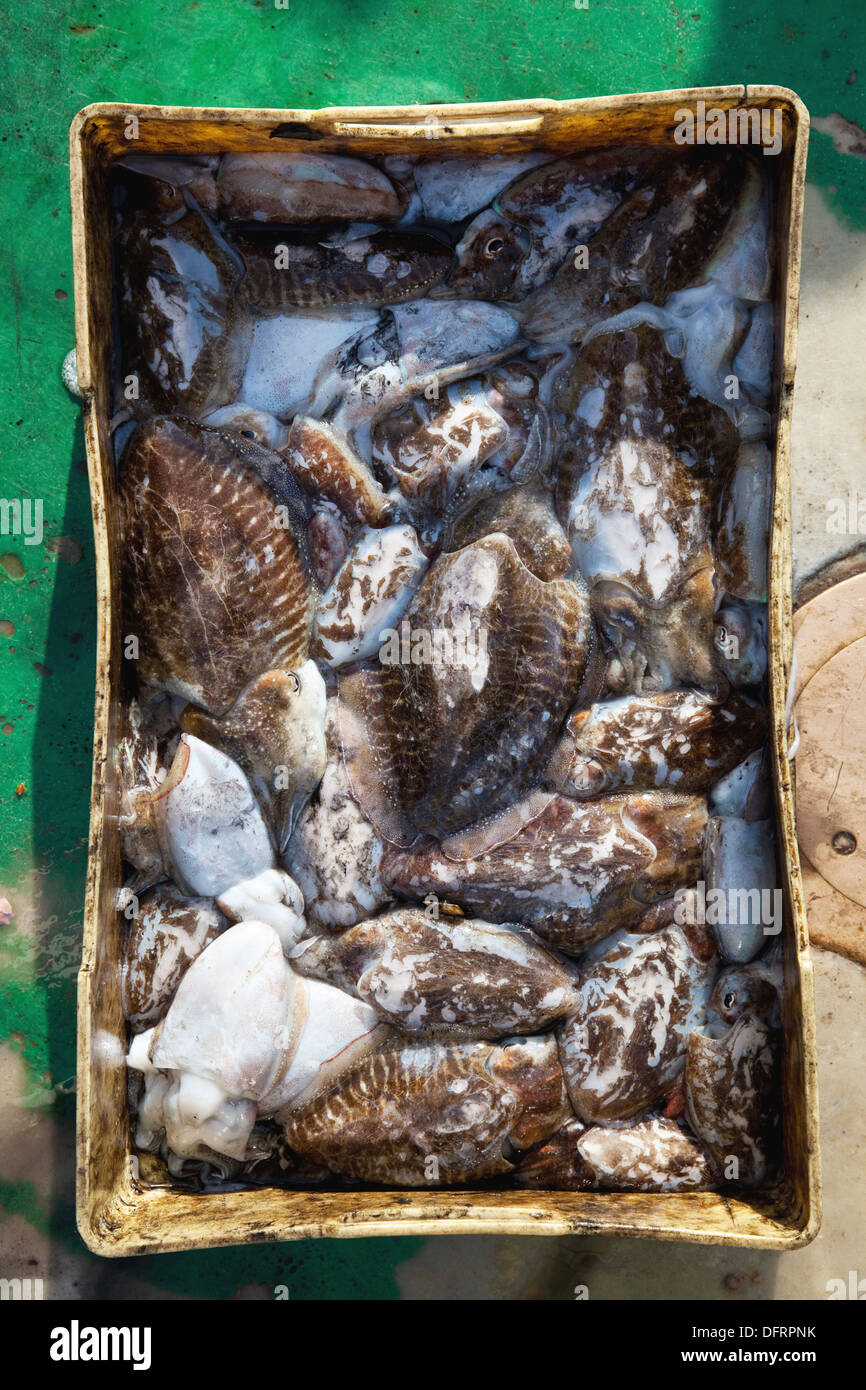 Box of cuttlefish hi-res stock photography and images - Alamy