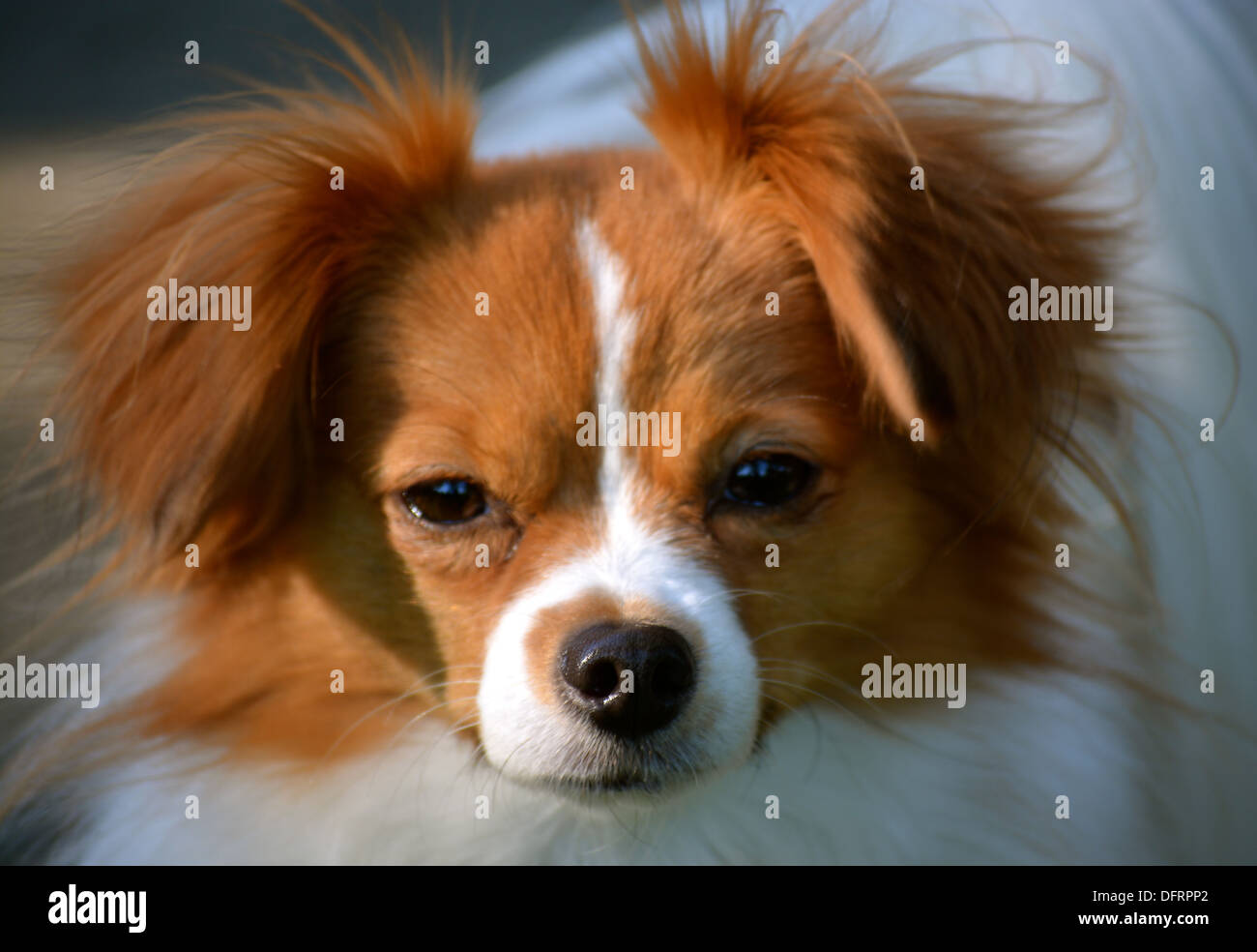 Pappillon Puppy Stares at the Camera Stock Photo - Alamy