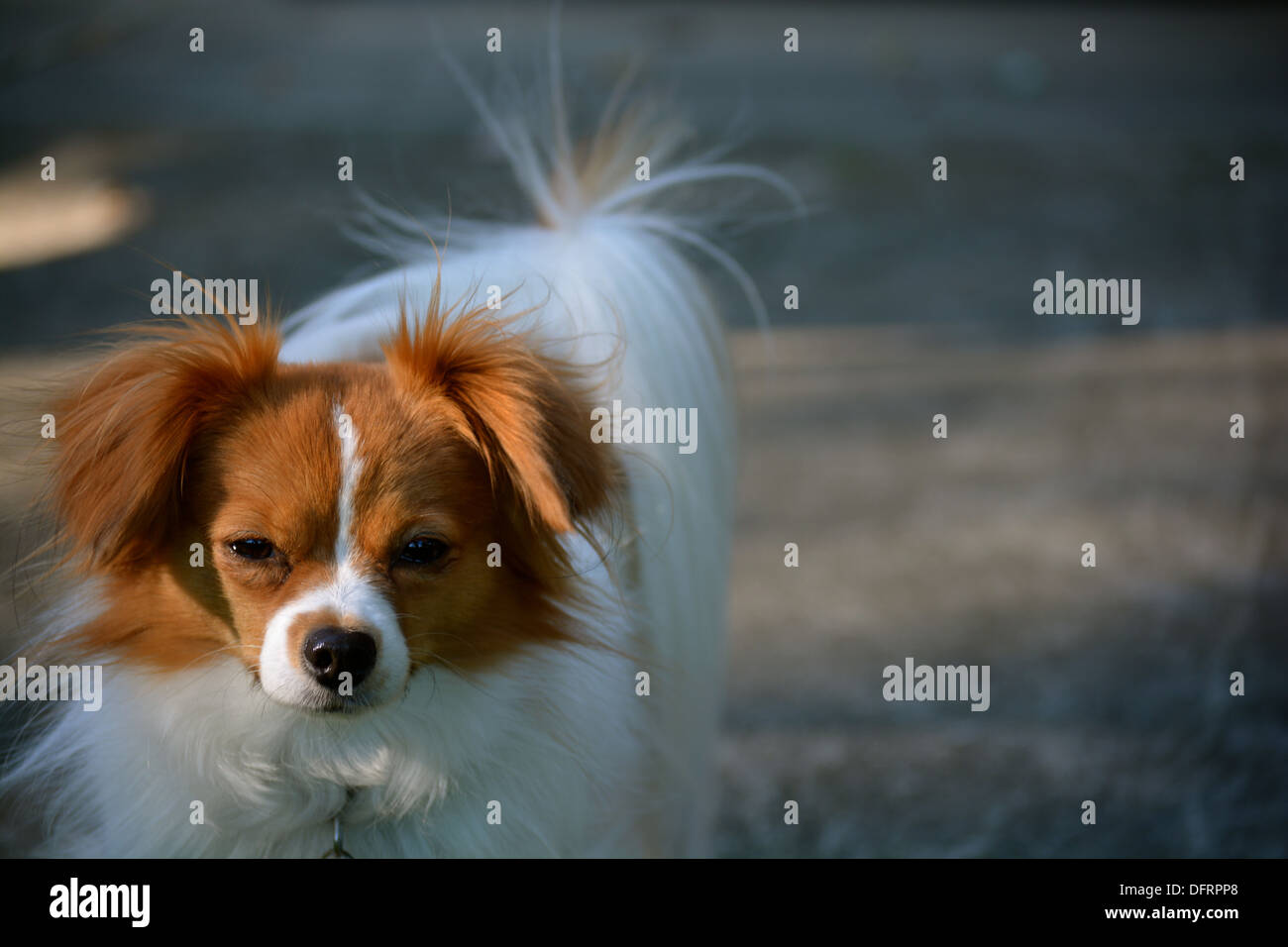 Pappillon hi-res stock photography and images - Alamy